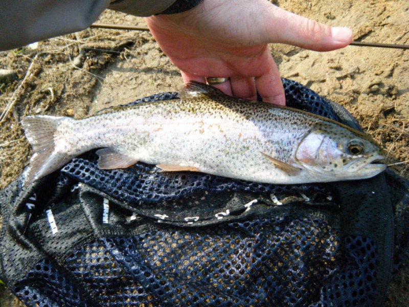 Happy Opening Day of Trout Season! | Troutrageous!
