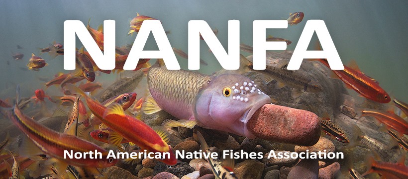 North American Native Fishes Association (NANFA) | Troutrageous!
